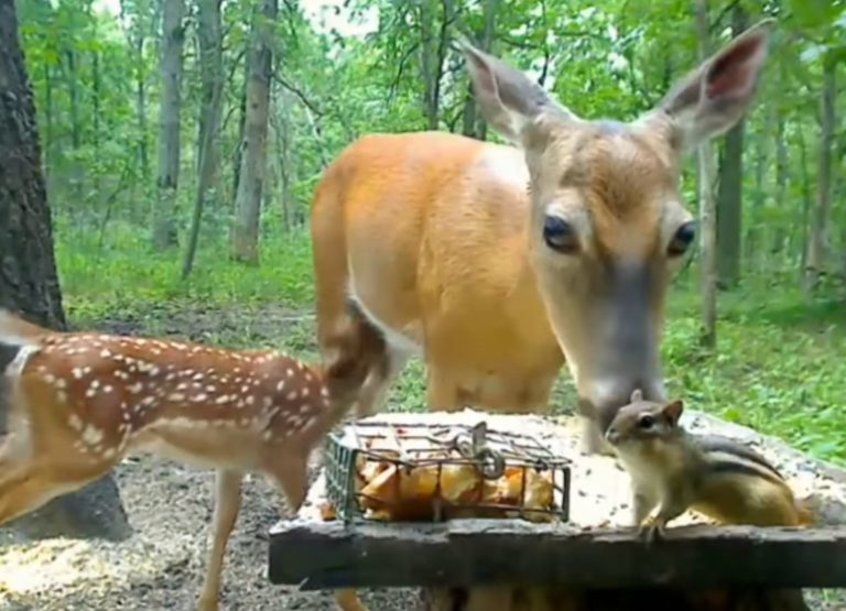 Chipmunk feasts with doe and fawn like they’re a family in precious video