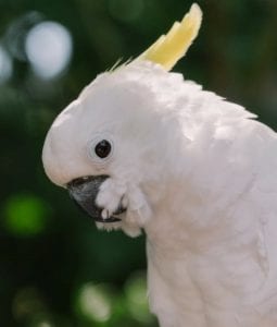 Adorable cockatoo has the best time dancing to Abba’s “Dancing Queen”
