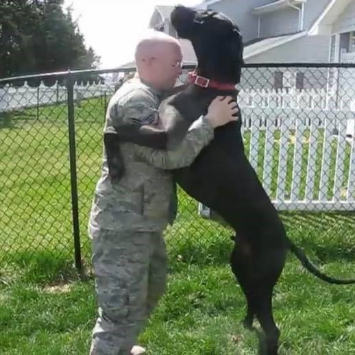 Giant Great Dane leaps for joy when military dad gets home from deployment