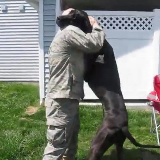 Giant Great Dane leaps for joy when military dad gets home from deployment