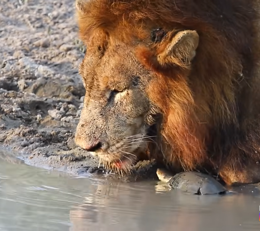 Tiny turtle courageously shows lion he’s not welcome at his watering hole
