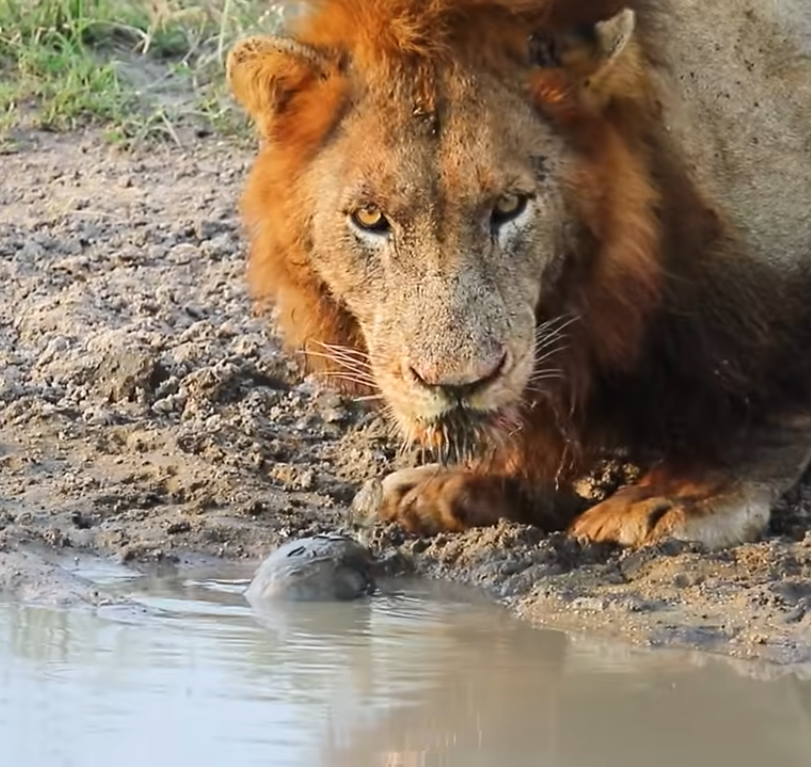 Tiny turtle courageously shows lion he’s not welcome at his watering hole