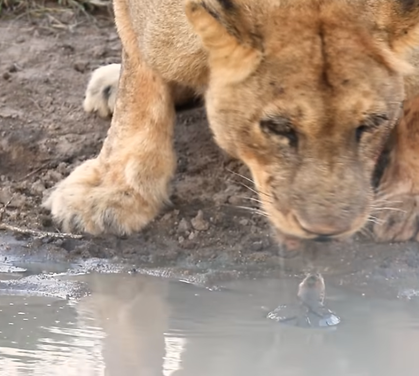 Tiny turtle courageously shows lion he’s not welcome at his watering hole