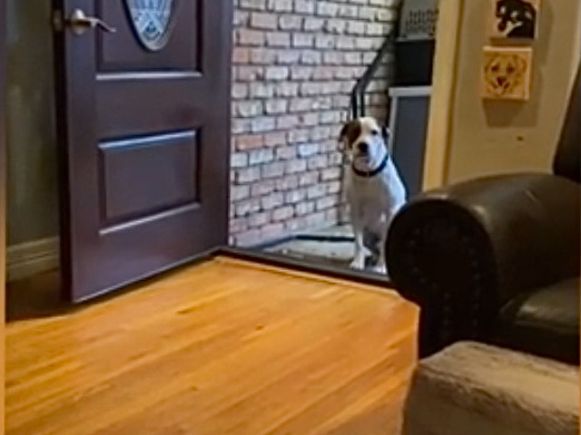 Scared dog who was never let inside a house before takes his first ...