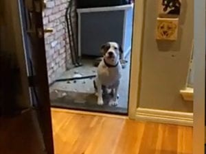 Scared dog who was never let inside a house before takes his first ...