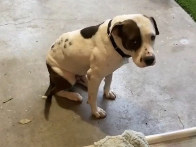 Scared dog who was never let inside a house before takes his first ...