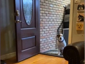 Scared dog who was never let inside a house before takes his first ...