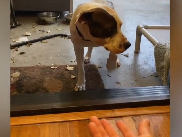 Scared dog who was never let inside a house before takes his first ...