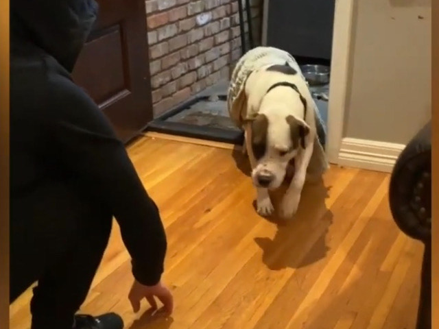 Scared dog who was never let inside a house before takes his first ...