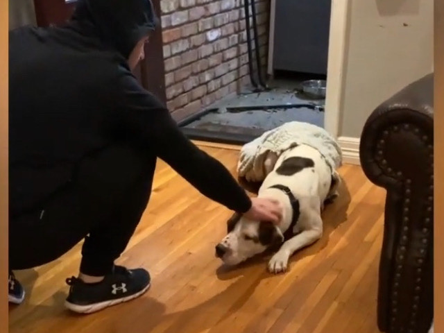 Scared dog who was never let inside a house before takes his first ...