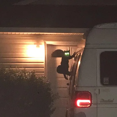 50 photos of pets that gave owners heart attack