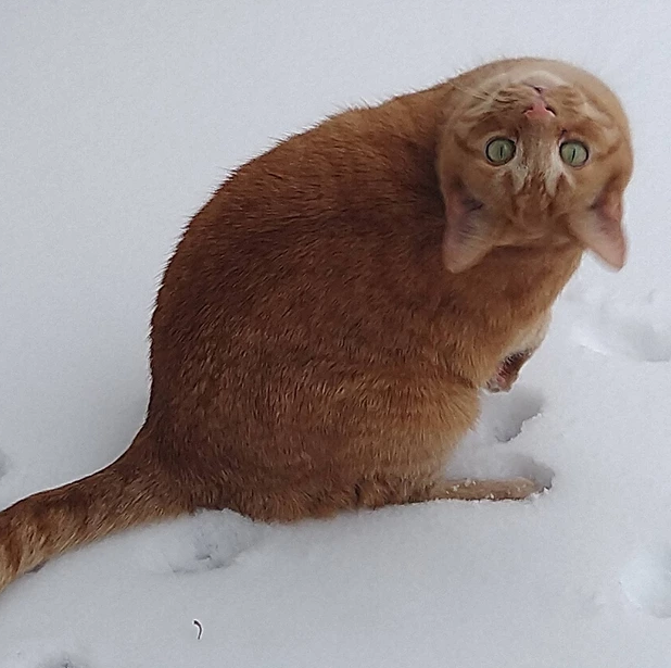 50 photos of pets that gave owners heart attack