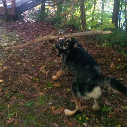 50 photos of pets that gave owners heart attack