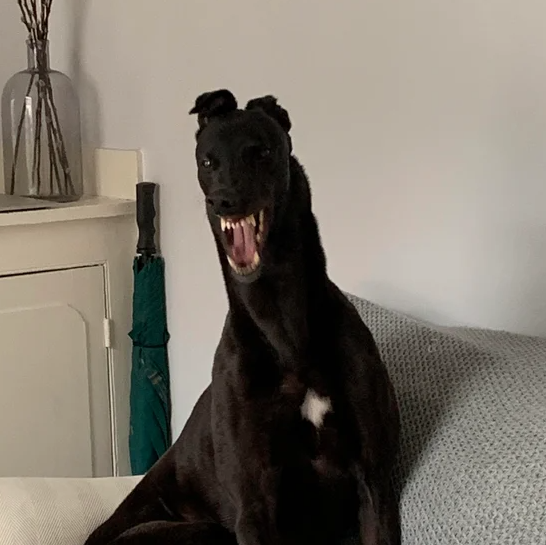 50 photos of pets that gave owners heart attack