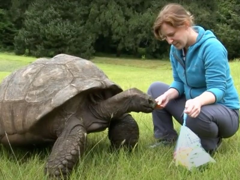 Meet the Tortoise known as the “oldest animal in the world”