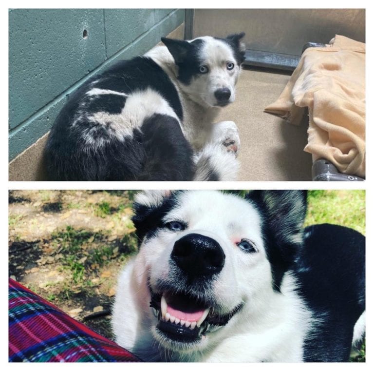 35 animals with difficult pasts who were finally shown some kindness