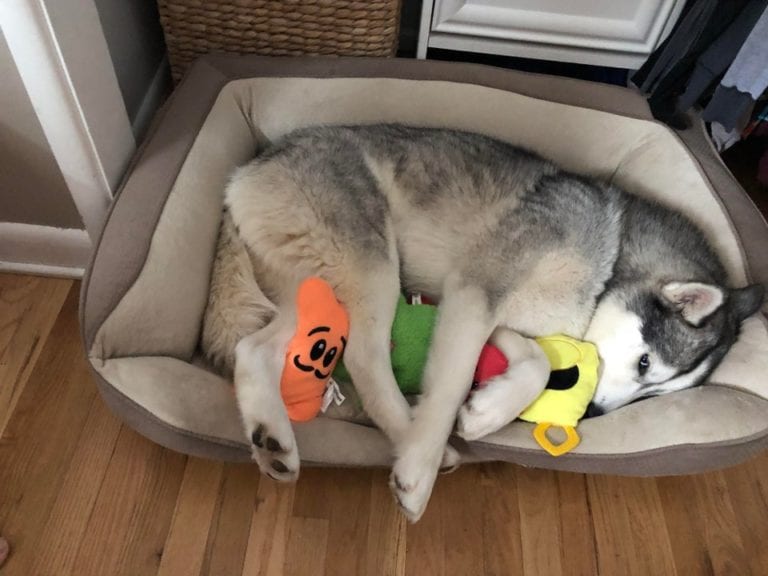 35 animals with difficult pasts who were finally shown some kindness
