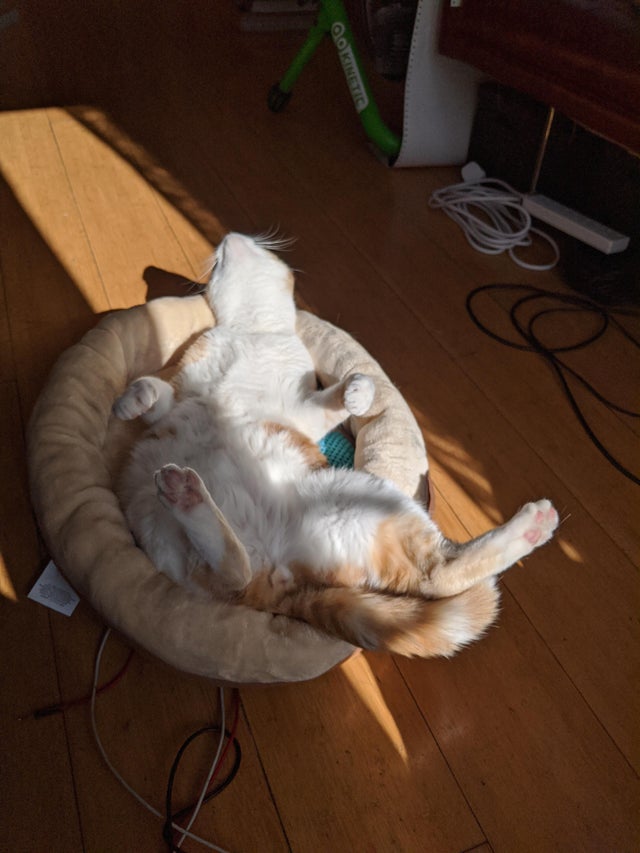 35 animals with difficult pasts who were finally shown some kindness