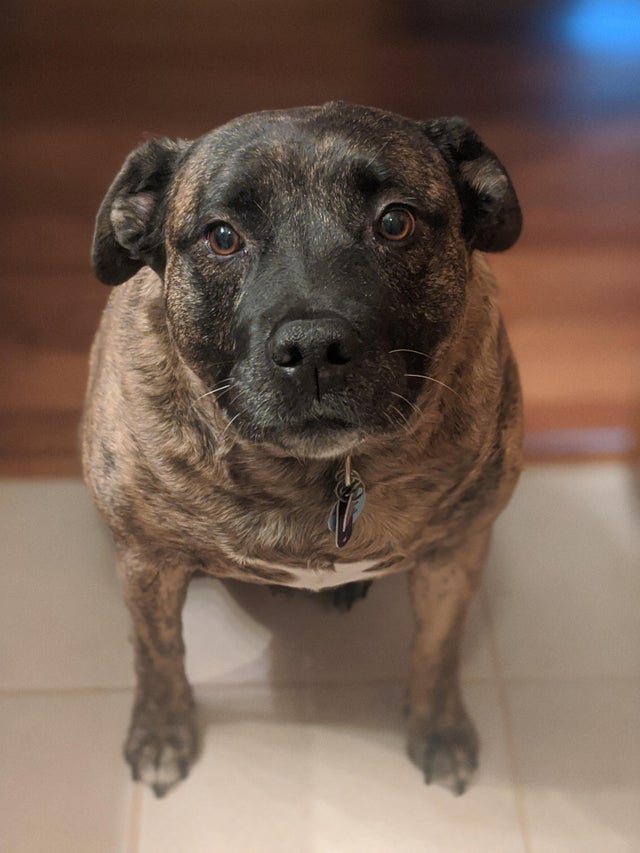 35 animals with difficult pasts who were finally shown some kindness