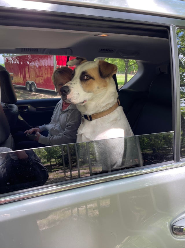 35 animals with difficult pasts who were finally shown some kindness