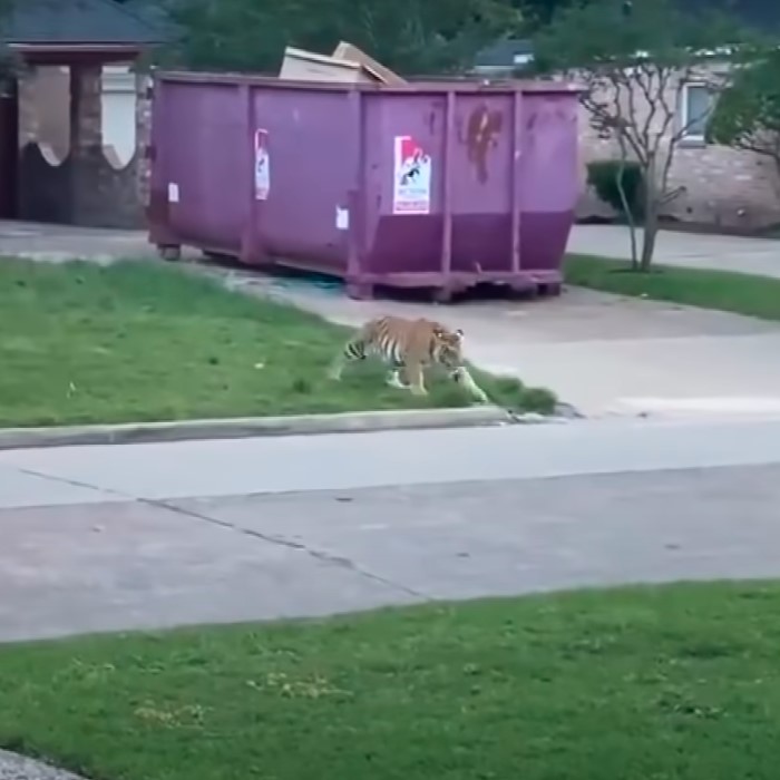 “Pet” tiger roaming the neighbourhood drives residents indoors