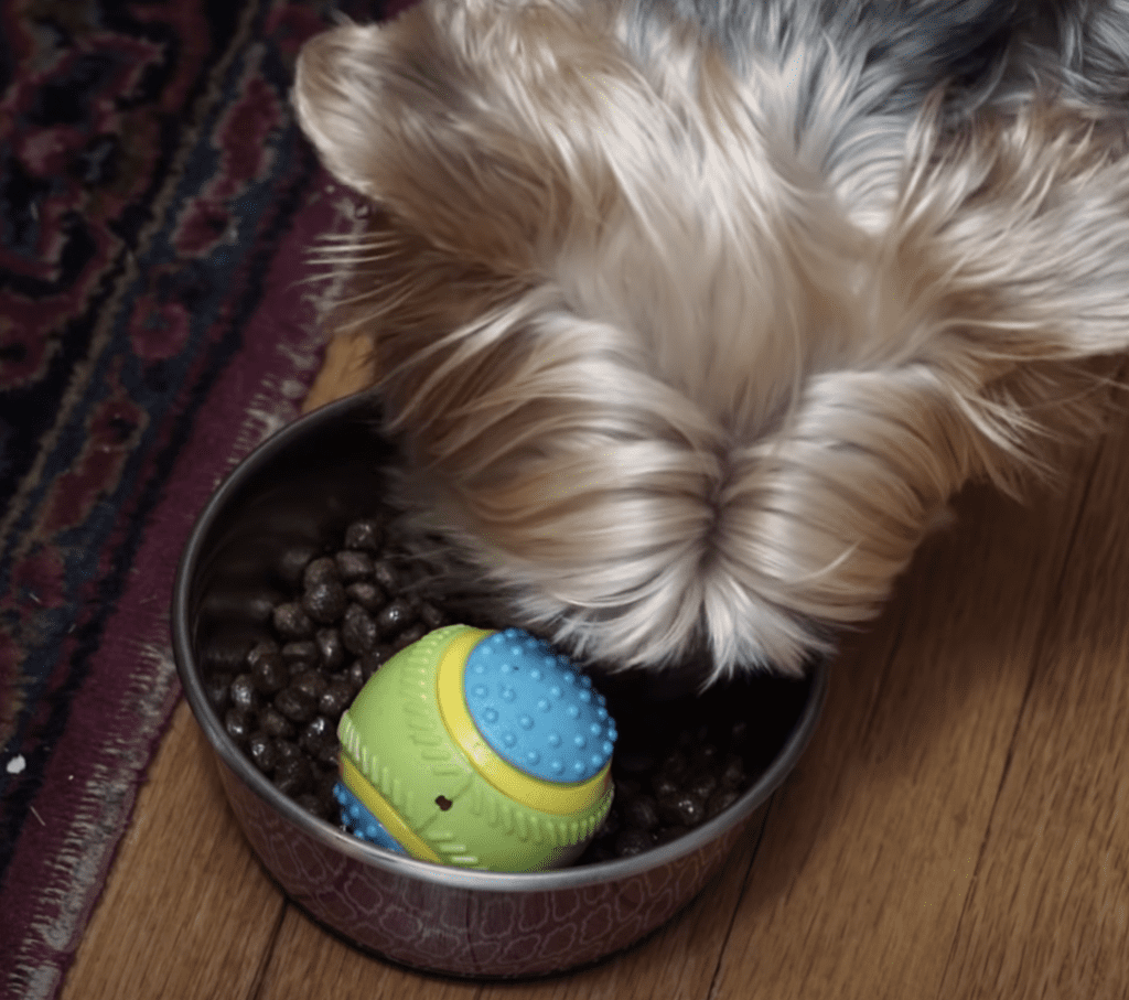 Brilliant dog hacks every pet owner should know