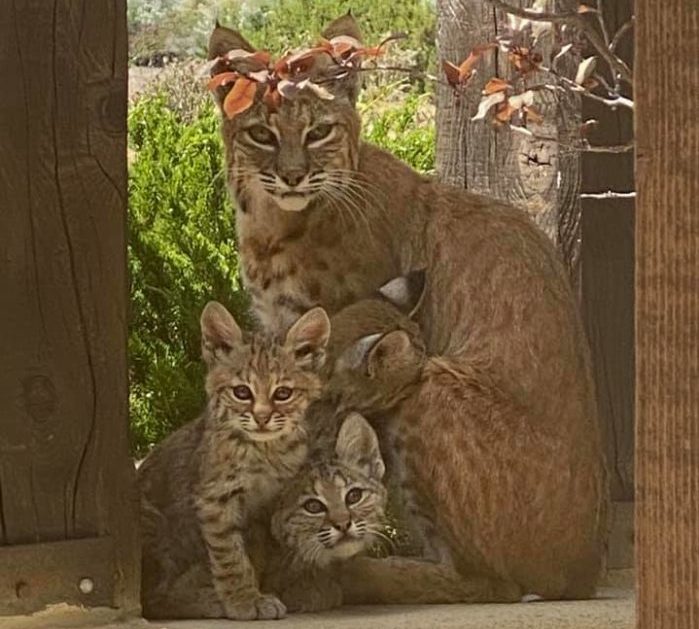 Woman records mama bobcat with her three playful kittens during ...