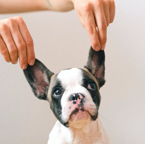 Clever dog shows off his incredible acrobatic skills on slackline