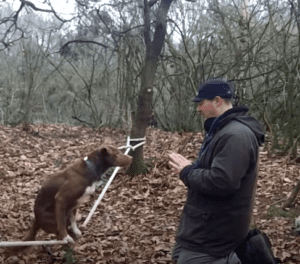 Clever dog shows off his incredible acrobatic skills on slackline