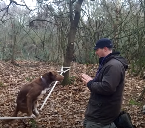 Clever dog shows off his incredible acrobatic skills on slackline
