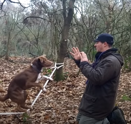 Clever dog shows off his incredible acrobatic skills on slackline