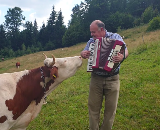 Grazing cow comes running when man starts playing accordion for her