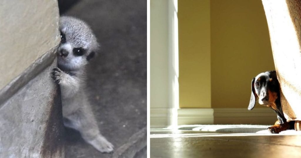 40 pets who are so shy they look like they could use a big hug