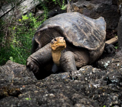 Story of “the tortoise and the hare” comes to life as the two animals ...