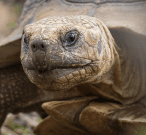 Story of “the tortoise and the hare” comes to life as the two animals ...