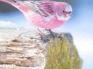 Delicately colored Rosefinches bring beautiful bursts of pink to the yard
