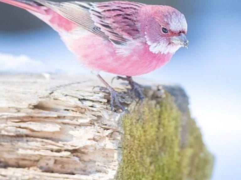 Delicately colored Rosefinches bring beautiful bursts of pink to the yard