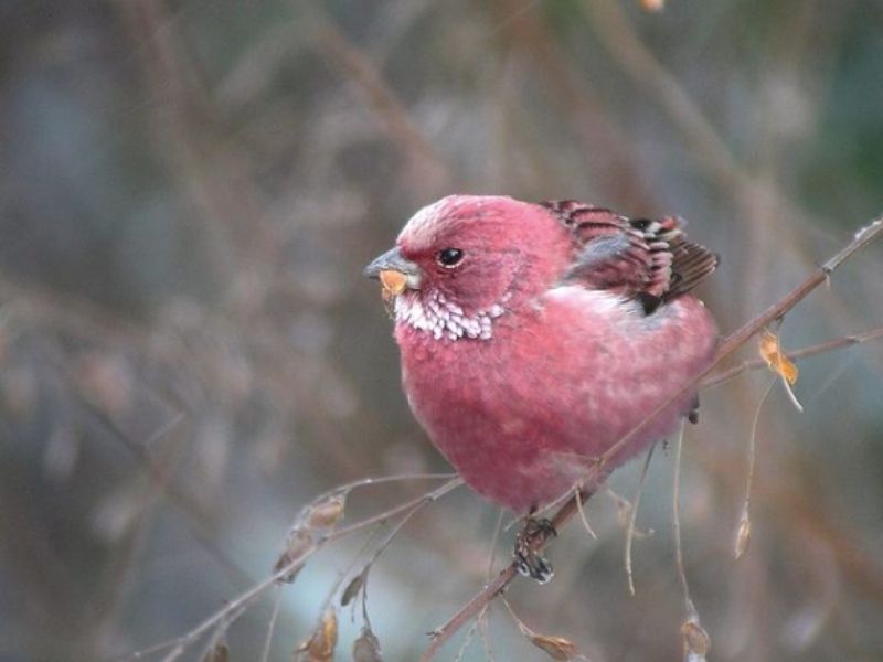 Delicately colored Rosefinches bring beautiful bursts of pink to the yard
