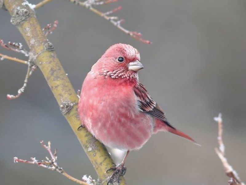 Delicately colored Rosefinches bring beautiful bursts of pink to the yard