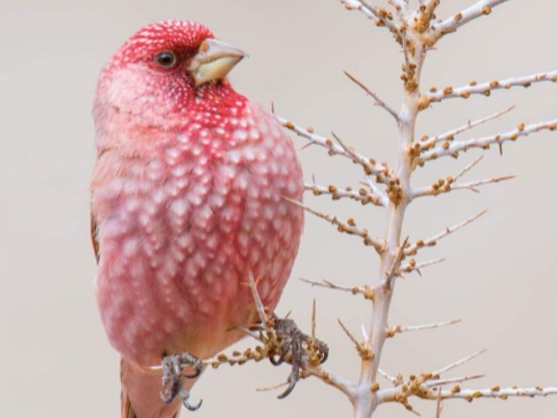 Delicately colored Rosefinches bring beautiful bursts of pink to the yard