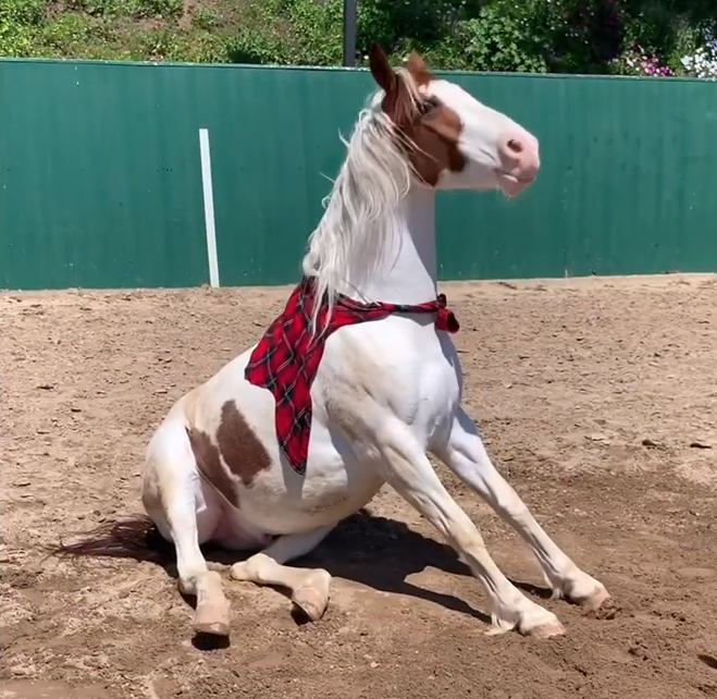 Woman Starts Dancing But Her Horse Steals The Show