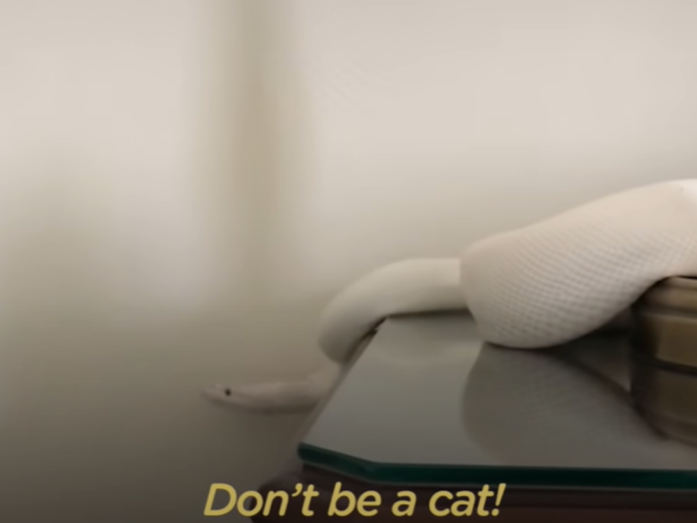 Adorable snake loves showing affection to her mom