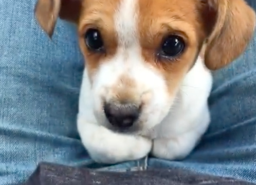 Uber driver brings joy to unsuspecting riders by bringing adorable ...
