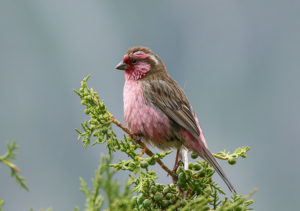 Delicately colored Rosefinches bring beautiful bursts of pink to the yard