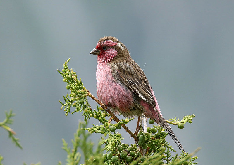 Delicately colored Rosefinches bring beautiful bursts of pink to the yard