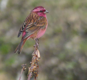 Delicately colored Rosefinches bring beautiful bursts of pink to the yard