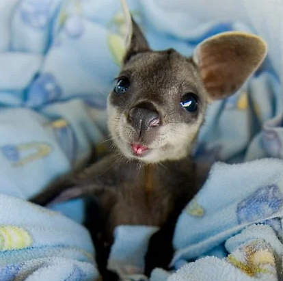 60 of the most adorable tiny animals you will ever see