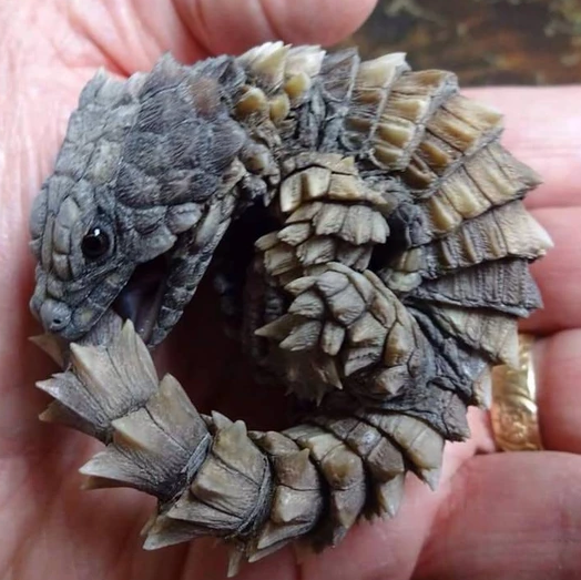 60 of the most adorable tiny animals you will ever see