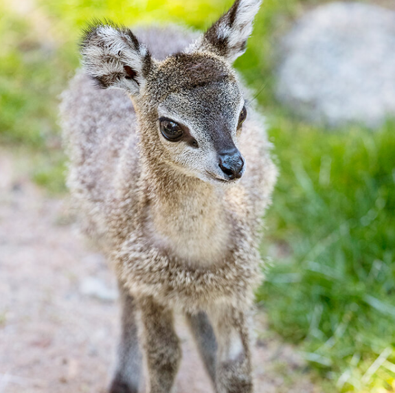 60 of the most adorable tiny animals you will ever see