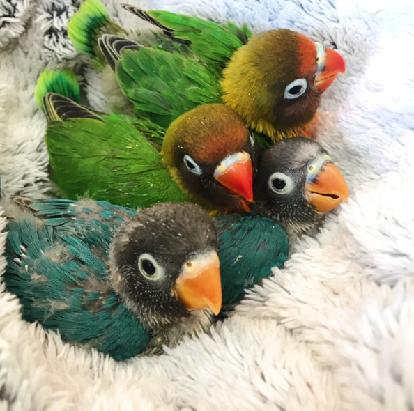 60 of the most adorable tiny animals you will ever see